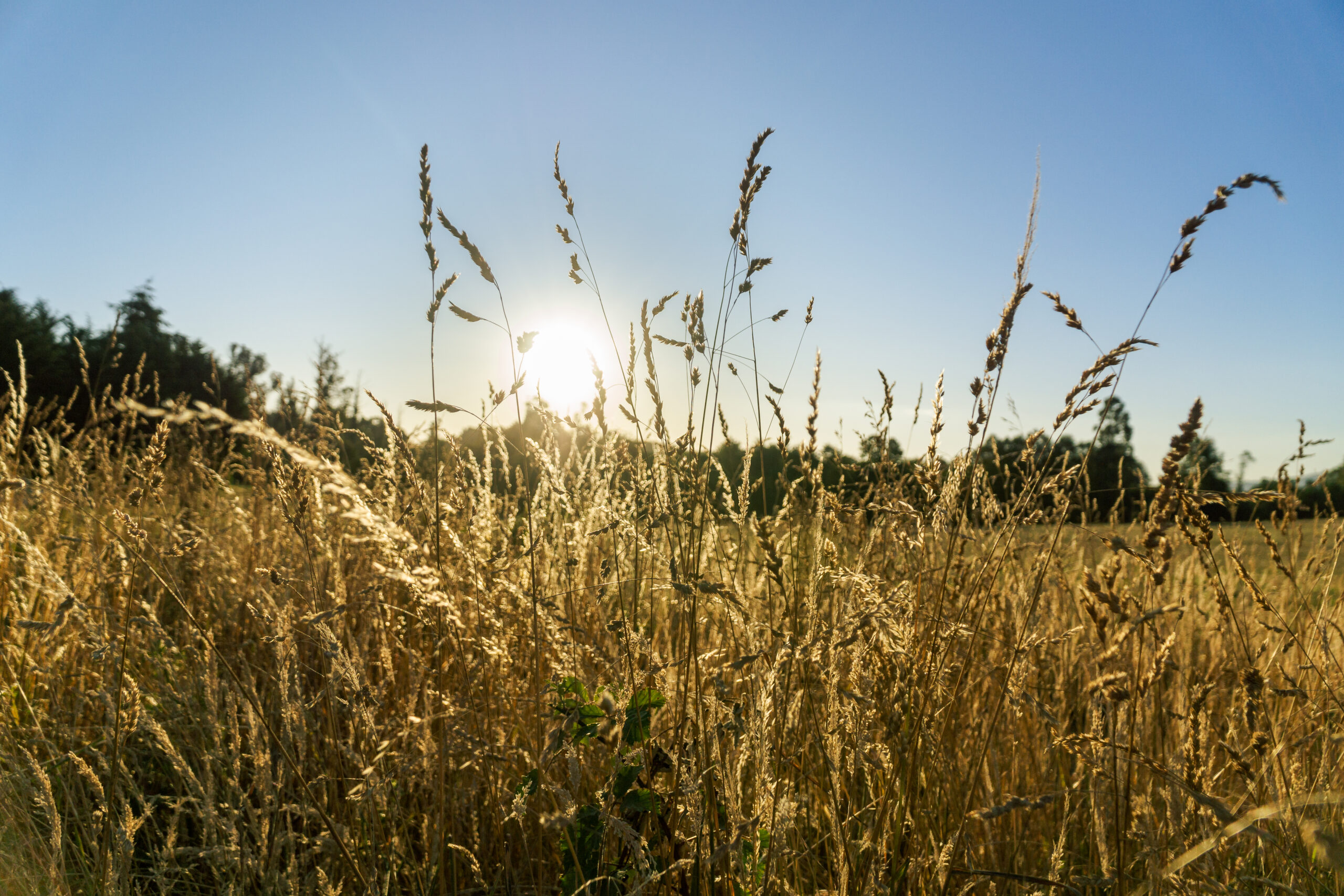 Home - Campo Río Escondodido